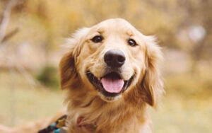 🐶 Las 10 razas de Perro Orejones más Famosas [ Nombres de Perro ]