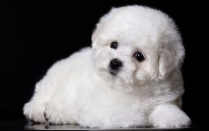 🐶 14 Razas de Perros Pequeños de Color Blanco [ Nombres de Perro ]