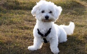 🐶 14 Razas de Perros Pequeños de Color Blanco [ Nombres de Perro ]