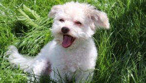 🐶 14 Razas de Perros Pequeños de Color Blanco [ Nombres de Perro ]