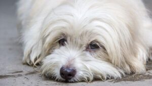 🐶 14 Razas de Perros Pequeños de Color Blanco [ Nombres de Perro ]