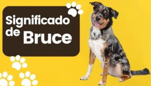 🐶 Cuál es el Significado del Nombre Bruce para Perro [ Nombres de Perro ]