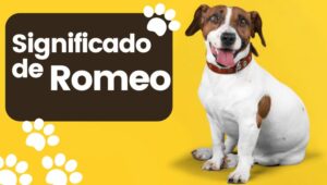 🐶 Cuál es el Significado del Nombre Romeo para Perro [ Nombres de Perro ]