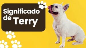 🐶 Cuál es el Significado del Nombre Terry para Perro [ Nombres de Perro ]