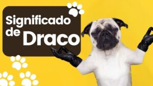 🐶 Cuál es el significado de Draco para un perro [ Nombres de Perro ]